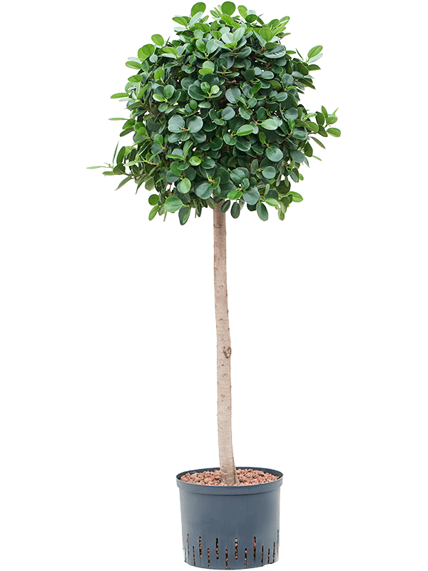 Ficus panda - Luwasa Greenstyling online