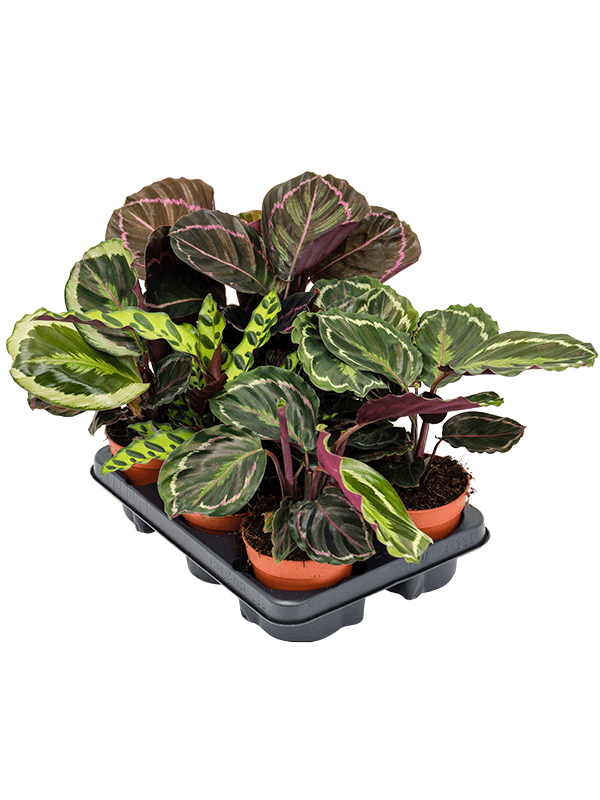 Calathea mix 6/tray - Luwasa Greenstyling online