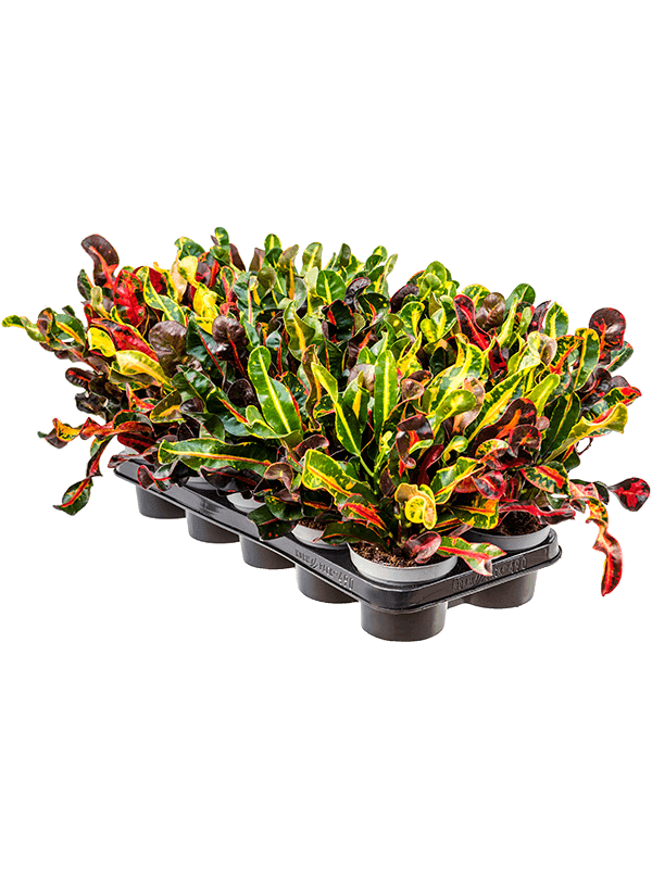 Croton (Codiaeum) variegatum Mammi 10/tray - Luwasa Greenstyling online