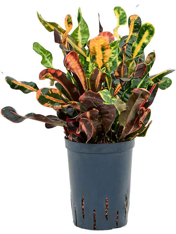 Croton (Codiaeum) variegatum Mammi - Luwasa Greenstyling online