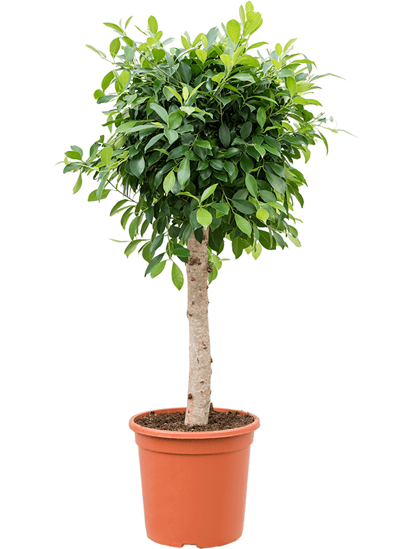Ficus microcarpa ‘Nitida’ - Luwasa Greenstyling online