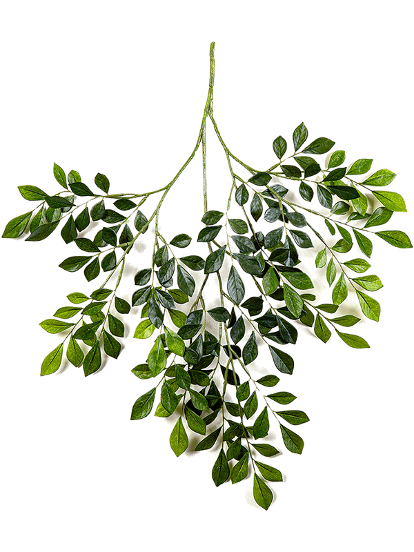Murraya - Luwasa Greenstyling online